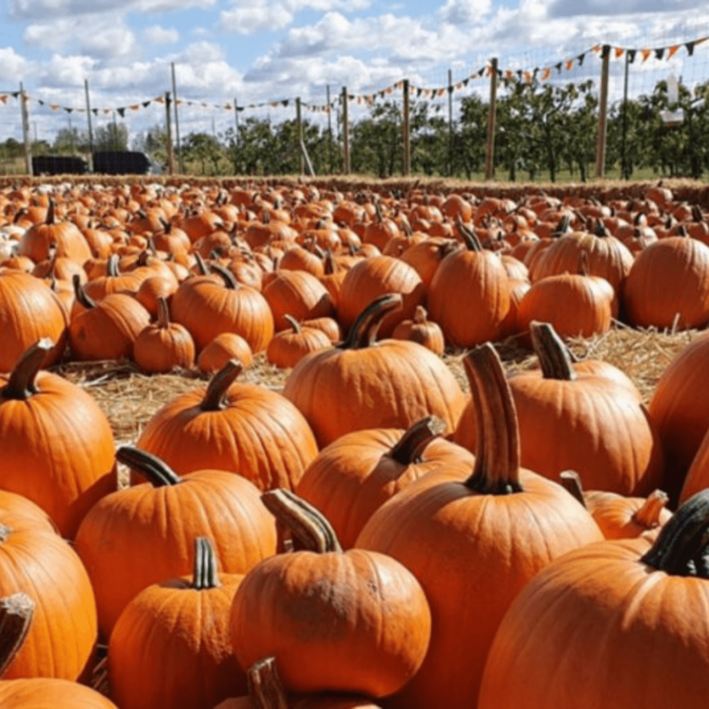 Top 4 Pumpkin Patches near London - Nannytax