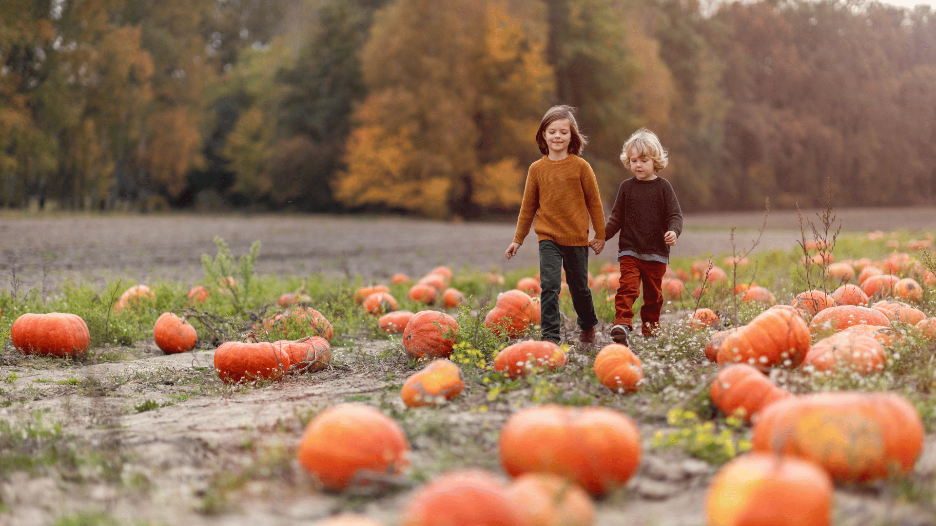 A Guide to the Best Pumpkin Patches in the UK - Nannytax